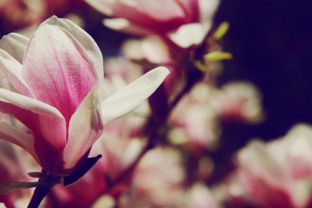 what spring does… – Live Love Simple