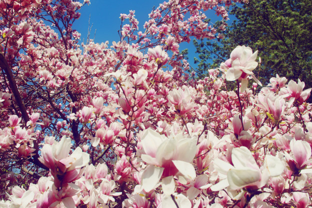 what spring does… – Live Love Simple