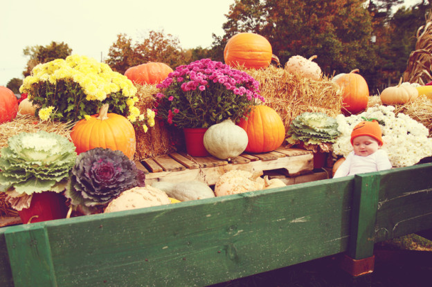 Visit to the Pumpkin Patch – Live Love Simple