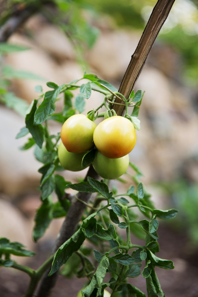 in the garden // mid-august – Live Love Simple