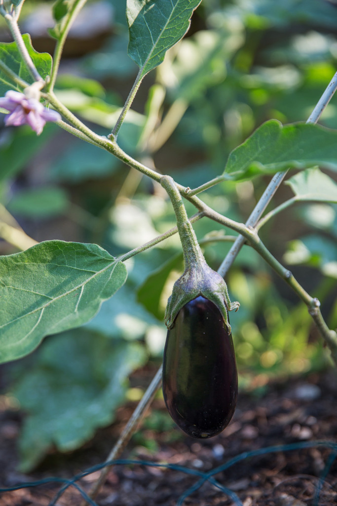 in the garden // mid-august – Live Love Simple