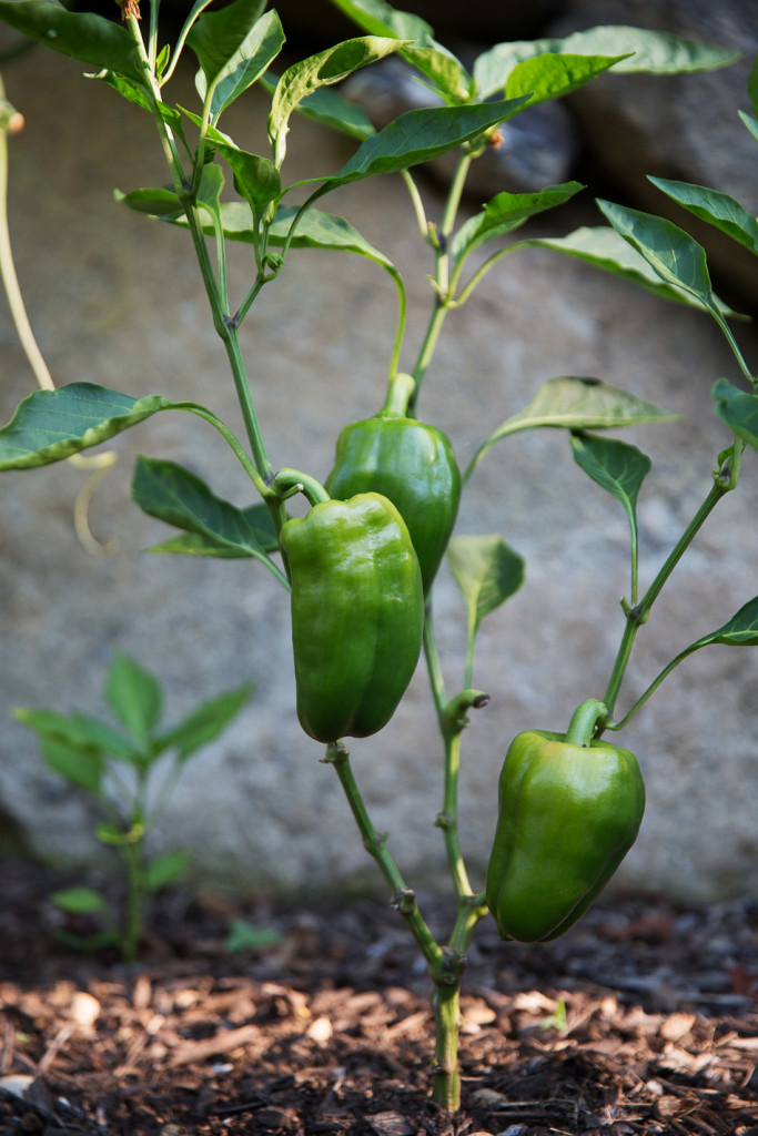 in the garden // mid-august – Live Love Simple