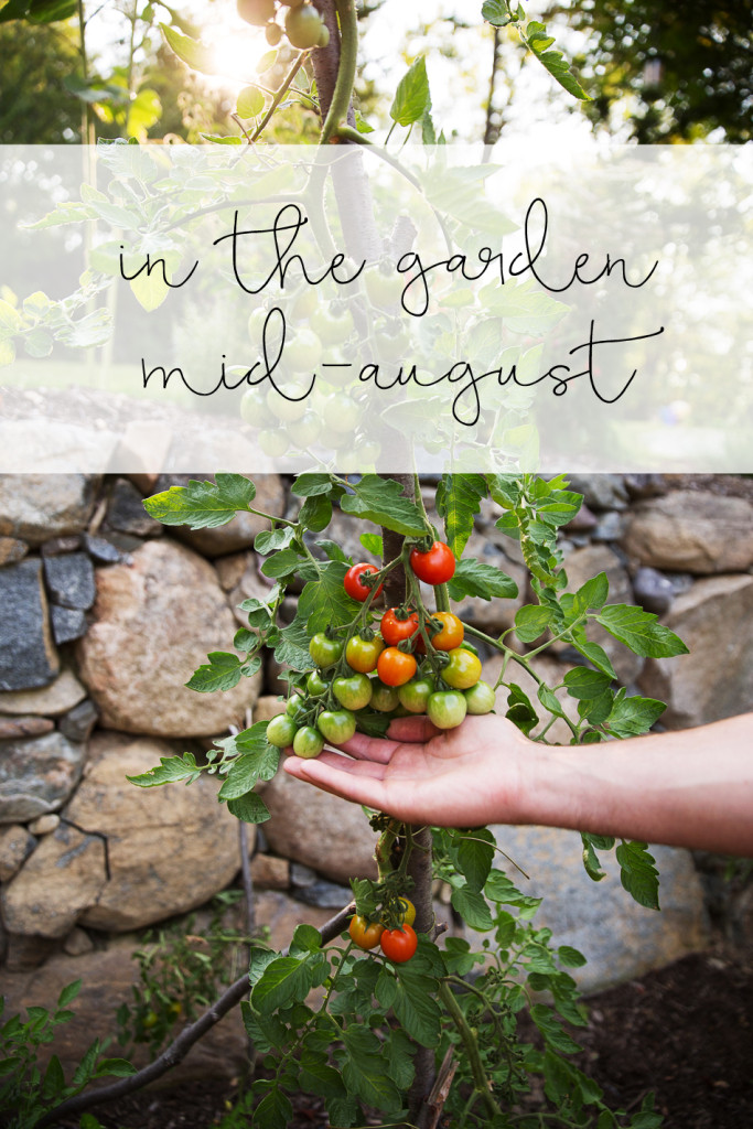 in the garden // mid-august – Live Love Simple