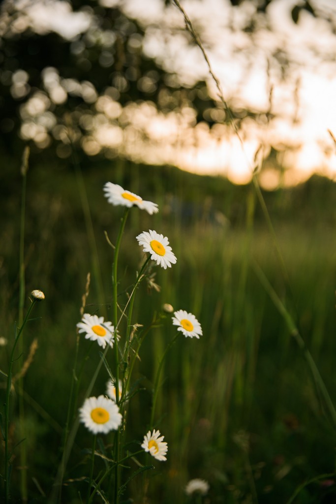 The Magic of Late Spring – Live Love Simple