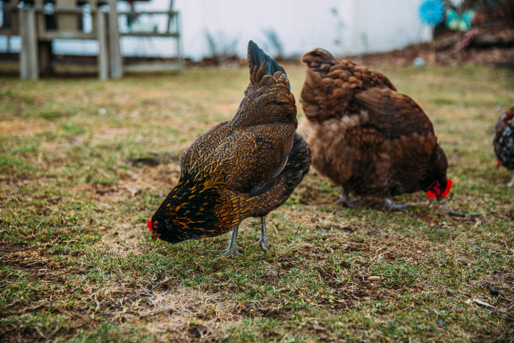 Chicken Keeping for Beginners – Seasons of Light
