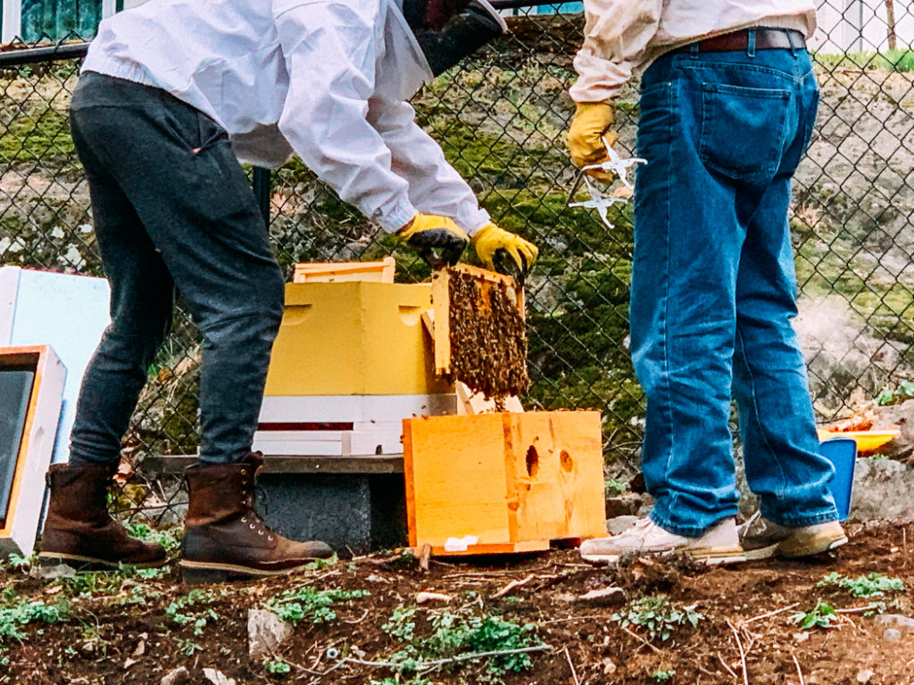 Bringin’ Home a Baby Honey Bee… – Live Love Simple